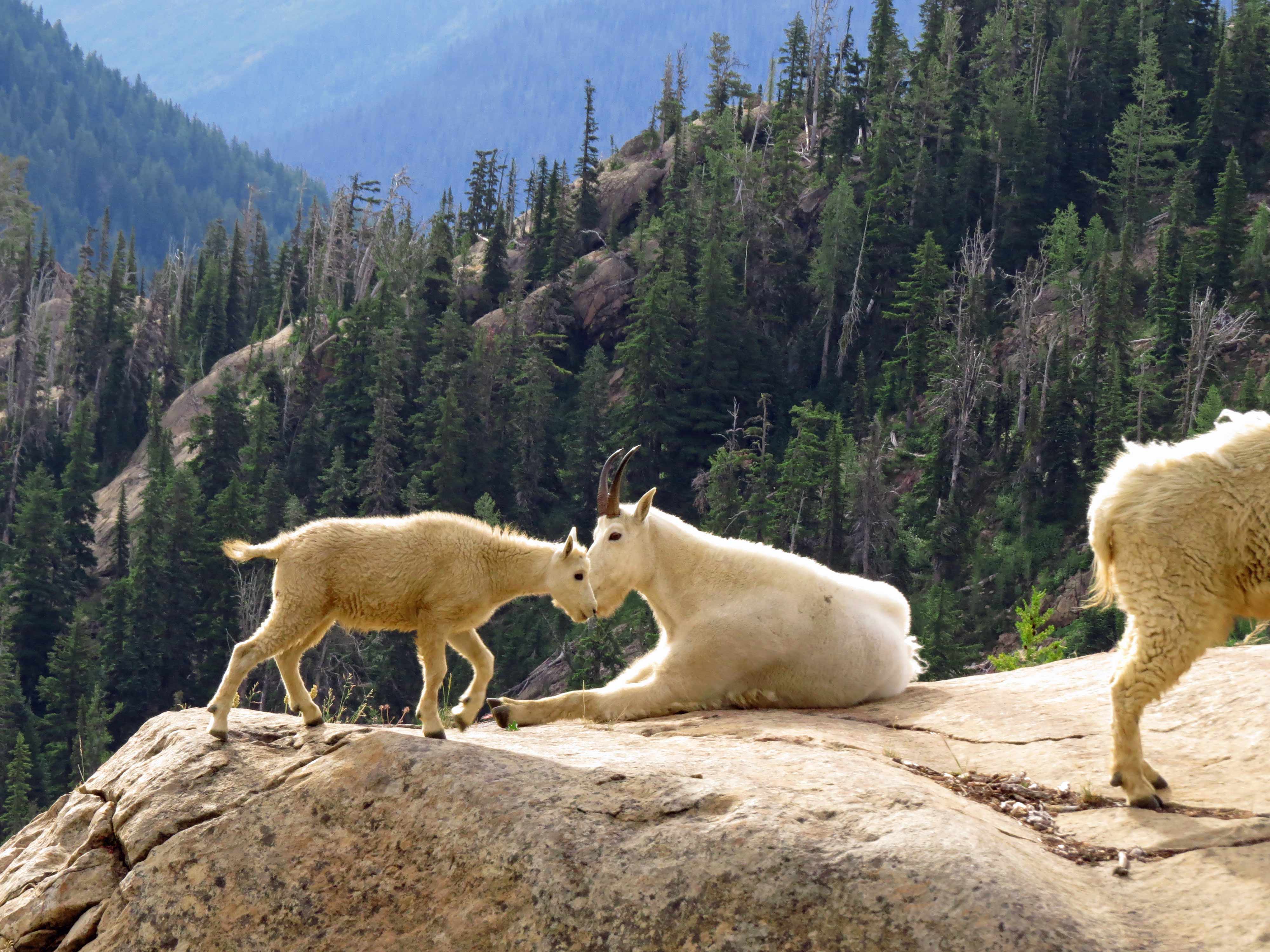 HiDad | Silver Snag Studio